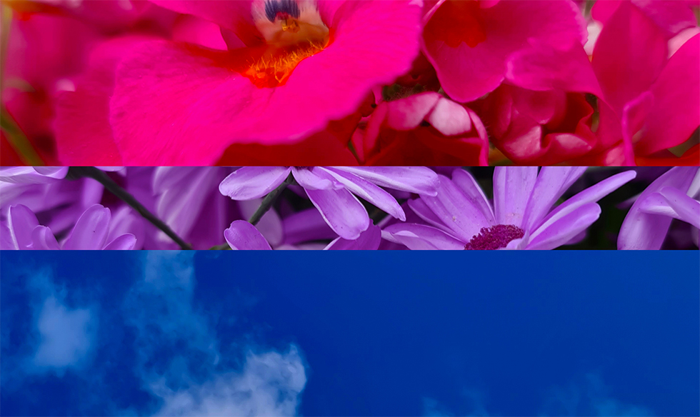 Bisexual flag nature – Safe Space Alliance