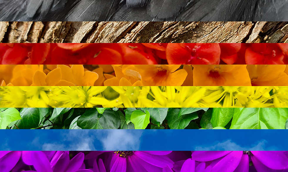 Philadelphia Pride flag nature – Safe Space Alliance