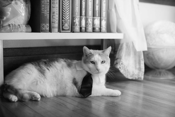 Clever Cat Counseling – Safe Space Alliance