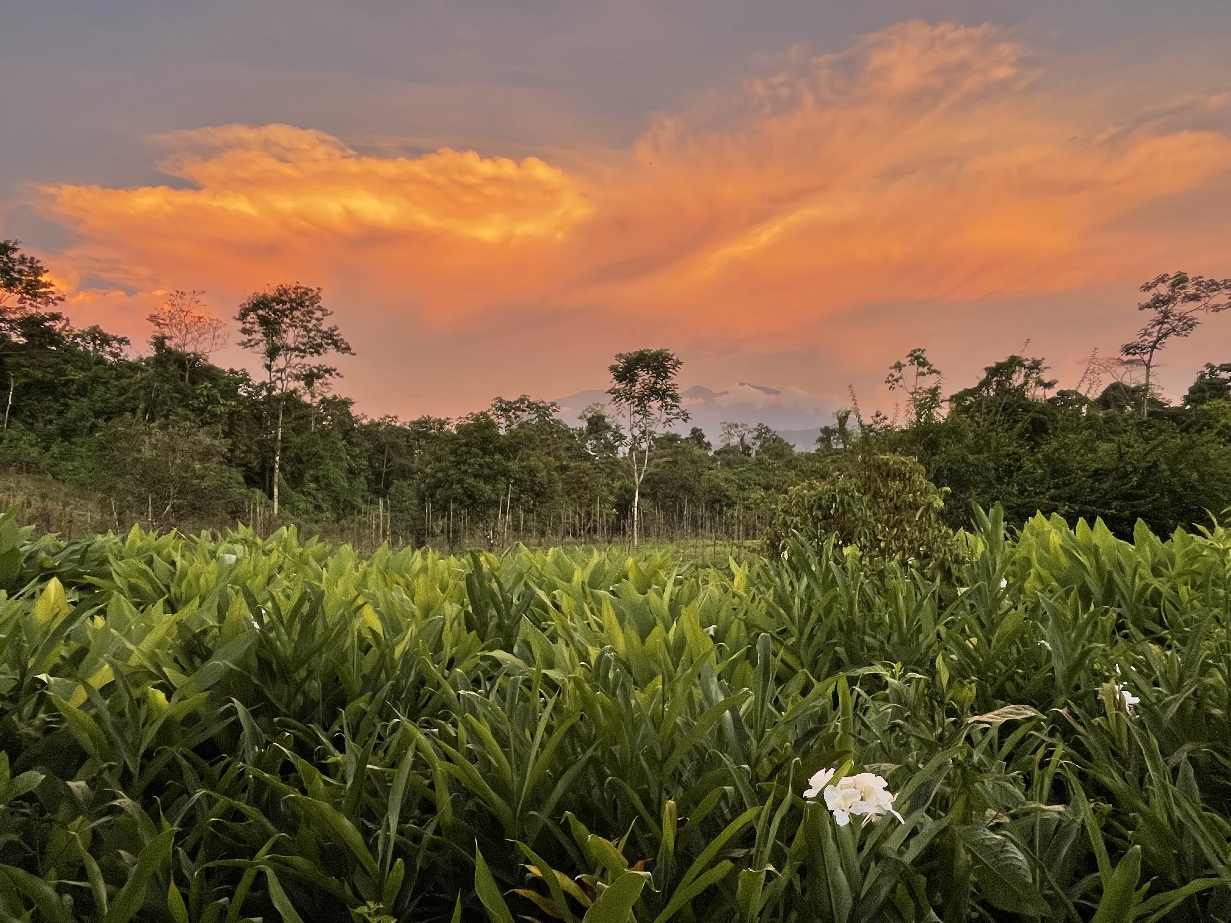 Granja Integral Luz del Corazon – Safe Space Alliance